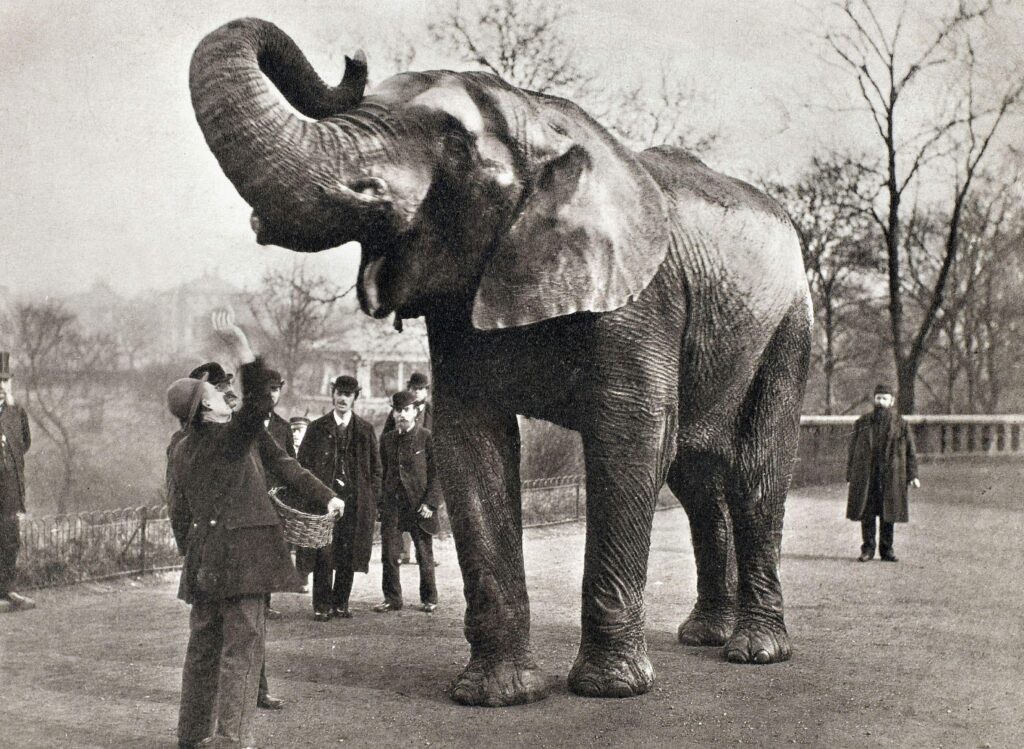 Jumbo, el elefante más grande del que se tenga memoria - Historia Hoy